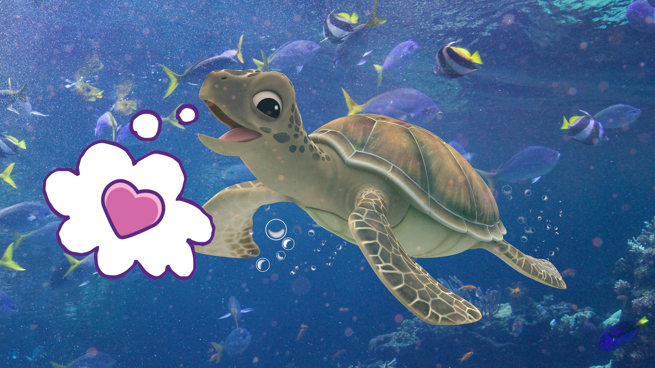The Turtle From Nemo Wallpapers