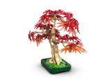 Japanese Red Maple Bonsai Tree 10348 | The Botanical Collection | Buy ...