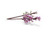 Fiori di ciliegio 40725 | Altro | LEGO® Shop ufficiale IT