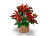 Poinsettia 10370 | The Botanical Collection | Buy online at the ...